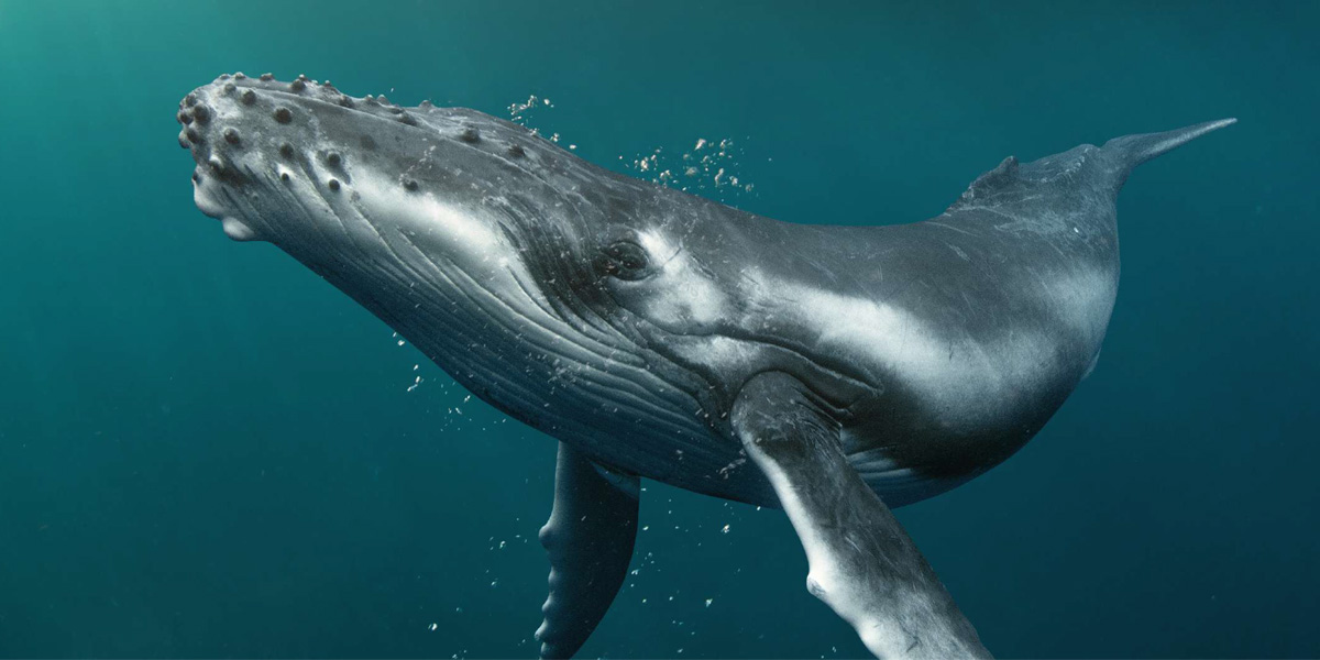 El avión más sostenible de Sudamérica - Latinamerica Meetings